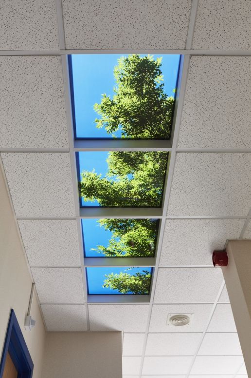 Ceilingscape - Summer Branches